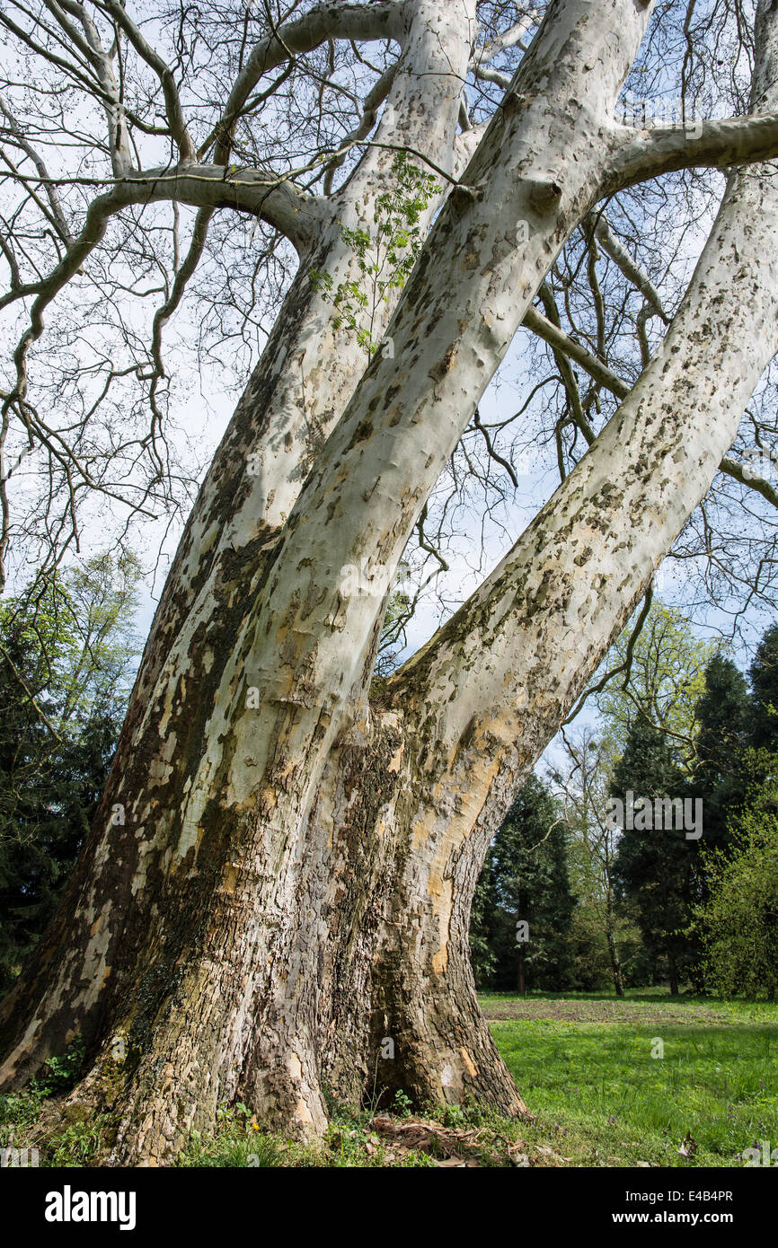 London plane tree (Platanus acerifolia Stock Photo - Alamy
