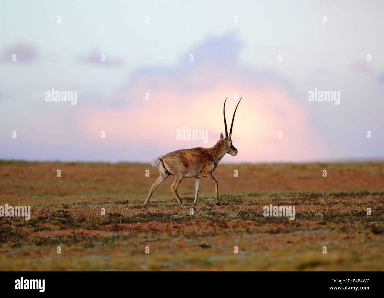 Tibetan antelope hi-res stock photography and images - Alamy