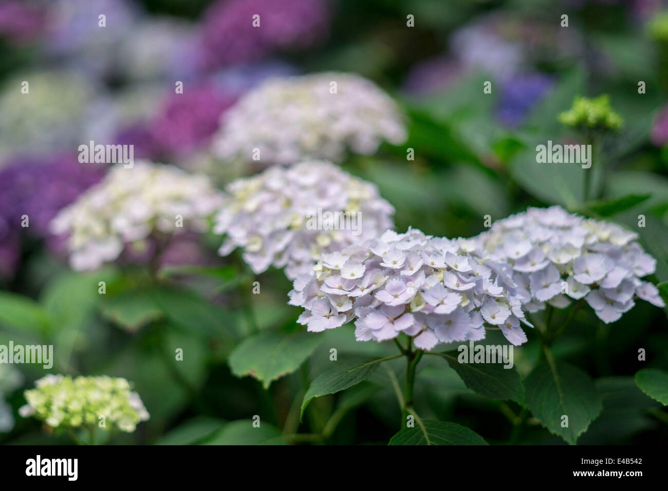 White hydrangea flowers close up Stock Photo - Alamy