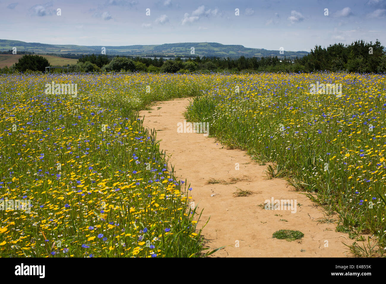 Well trodden and heavily walked path through a wild flower meadow on a ...