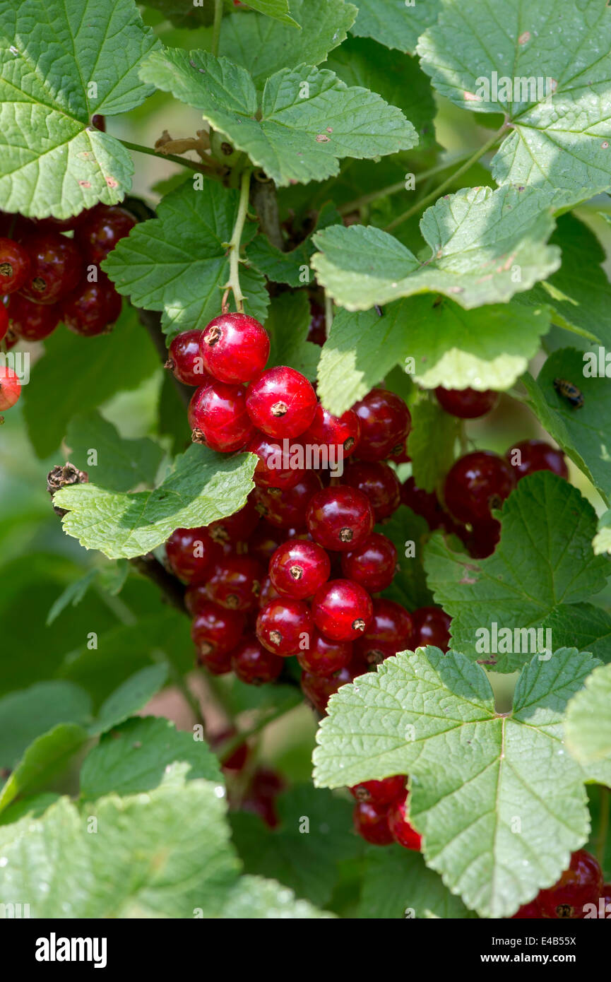 Ribes Rubrum Fruit High Resolution Stock Photography and Images - Alamy