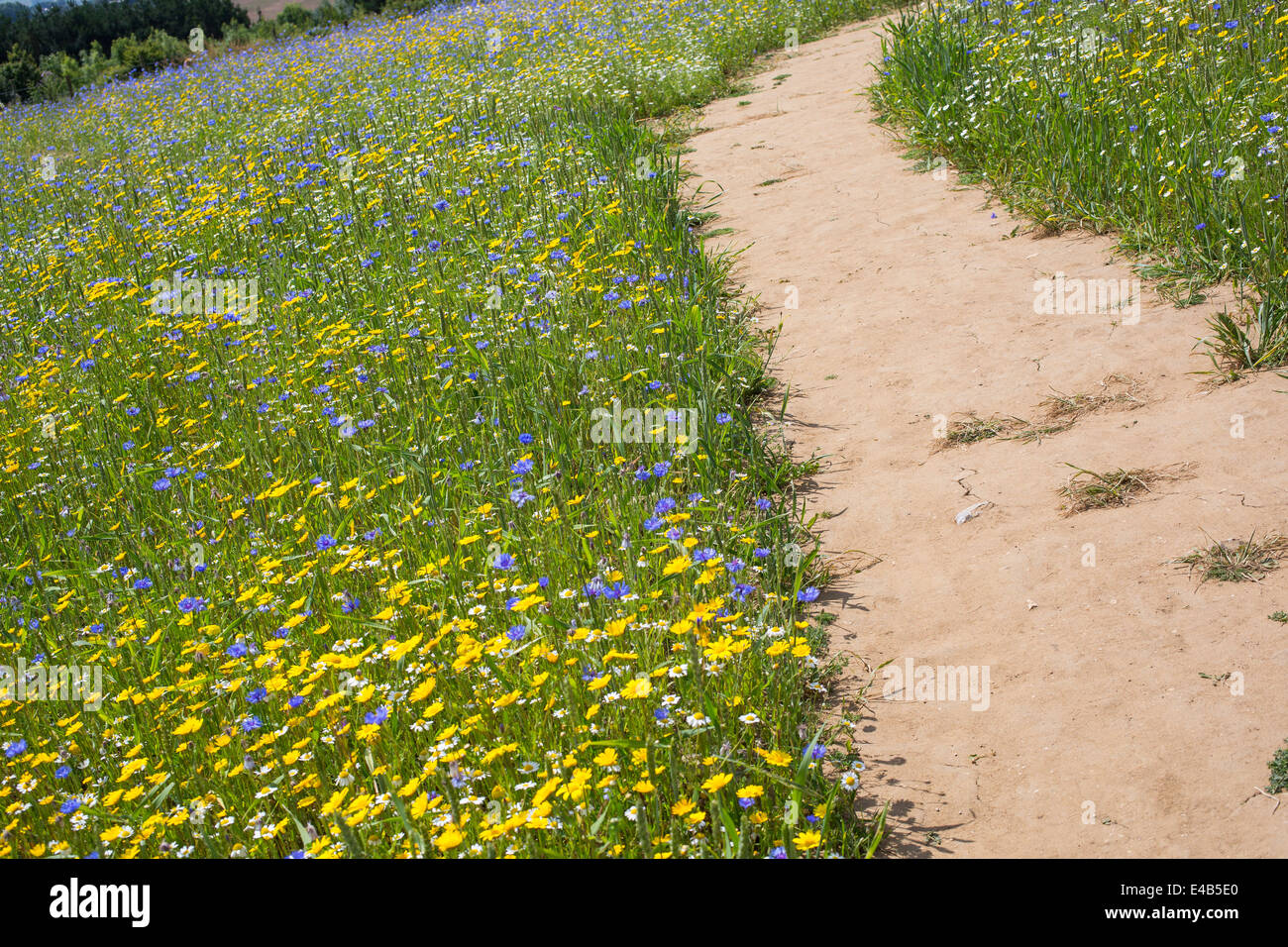 Trodden hi-res stock photography and images - Alamy