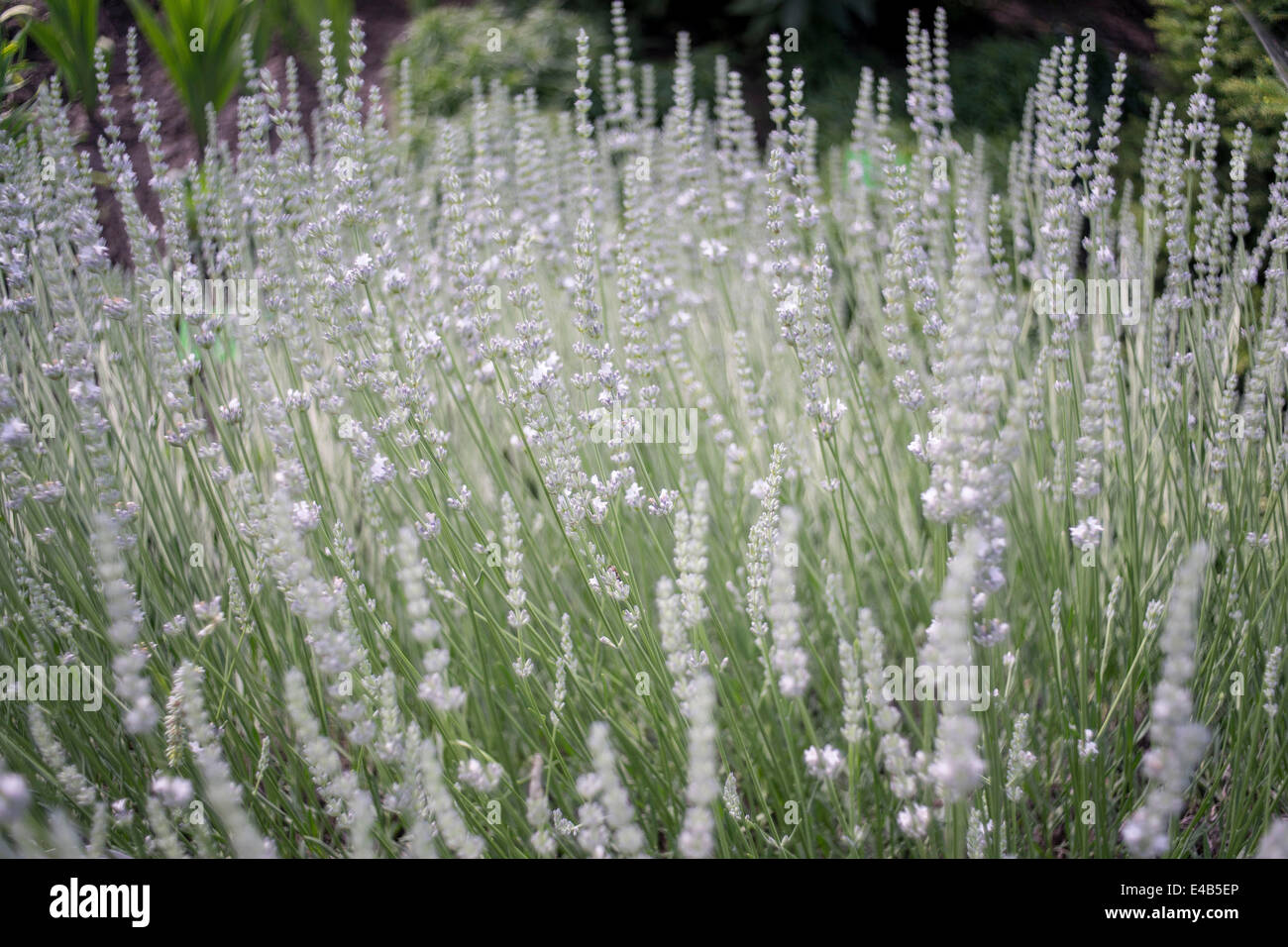 Blooming white lavender flowers close up Lavandula angustifolia Stock ...
