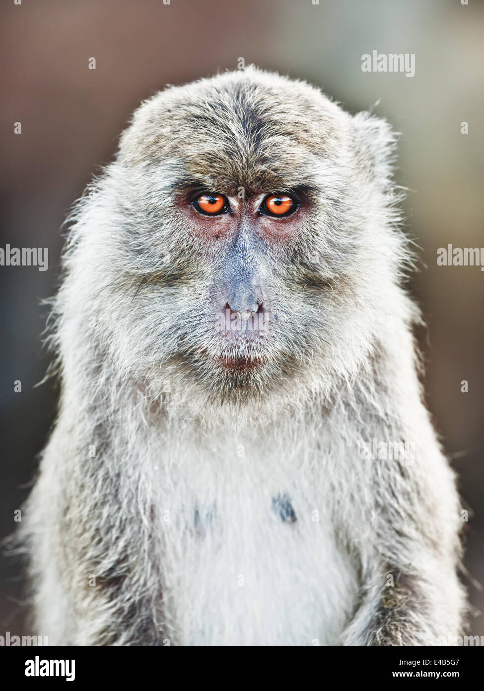 Angry macaque hi-res stock photography and images - Alamy