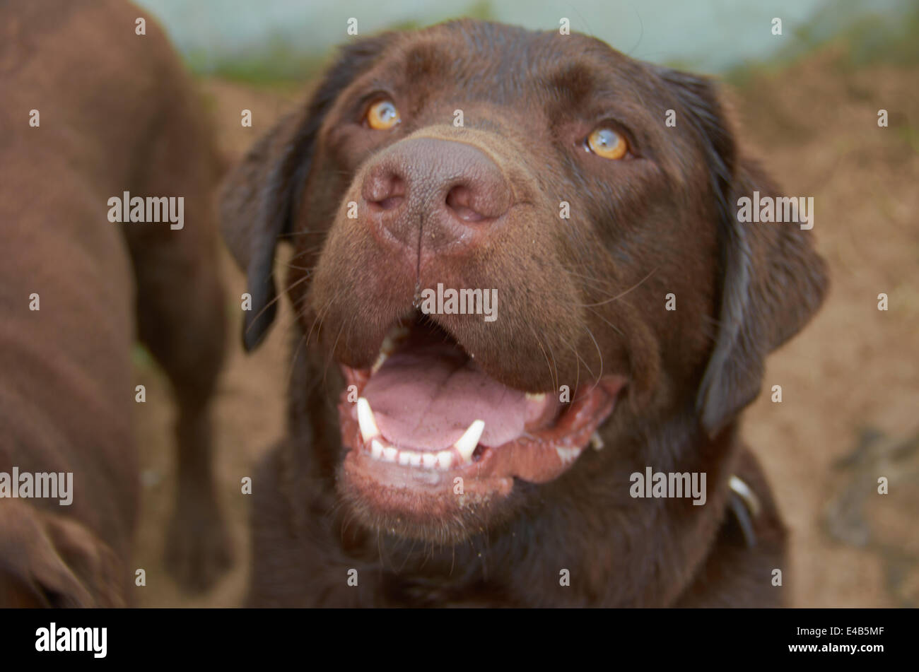 Lab labrador mutt breed hi-res stock photography and images - Alamy
