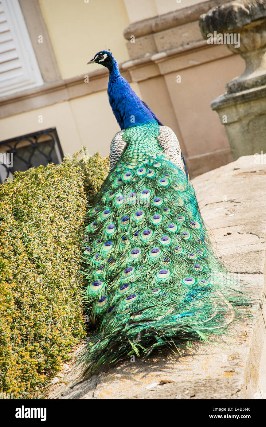 Peacock meshes hi-res stock photography and images - Alamy