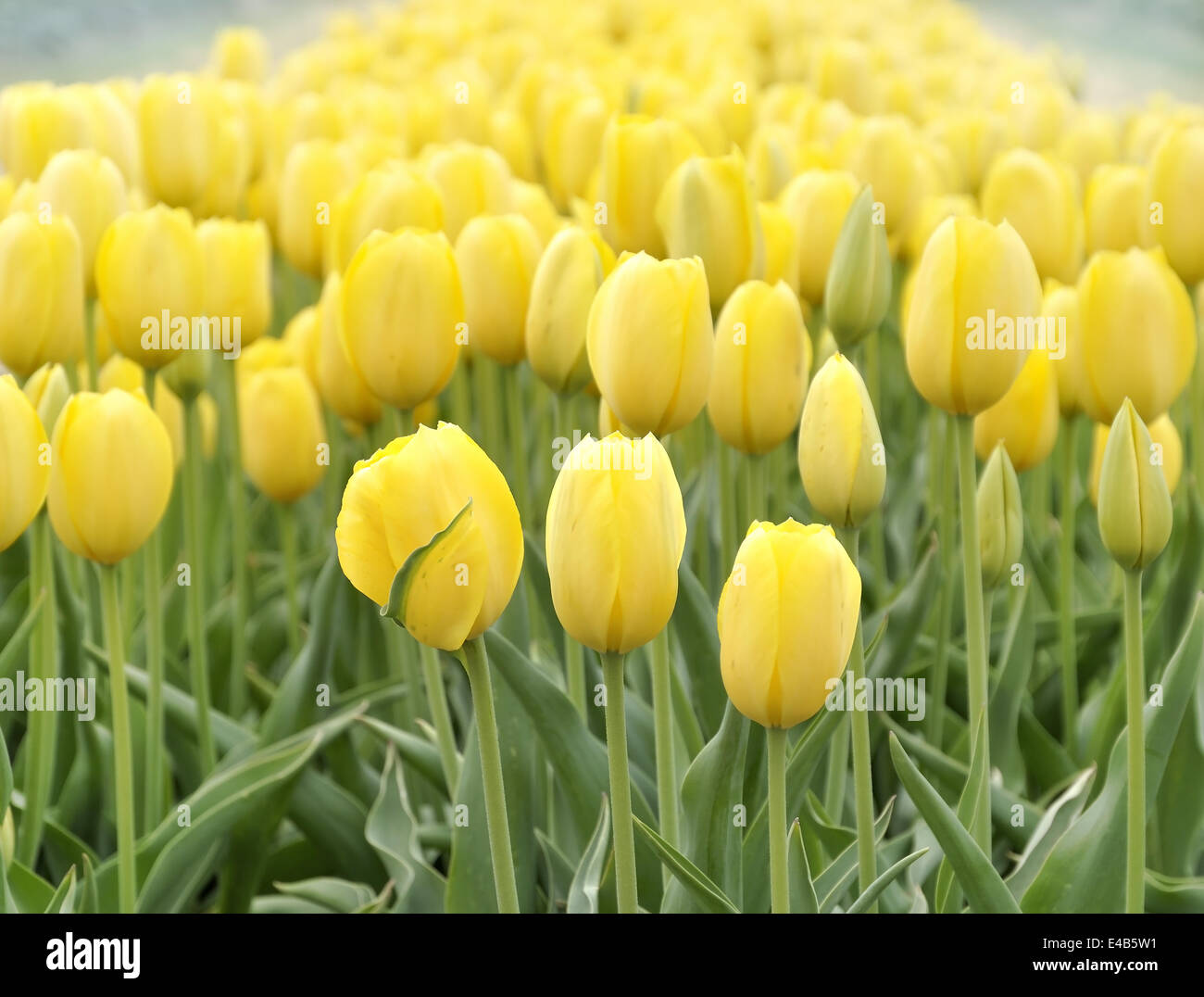 Yellow Tulips Field Stock Photo - Alamy