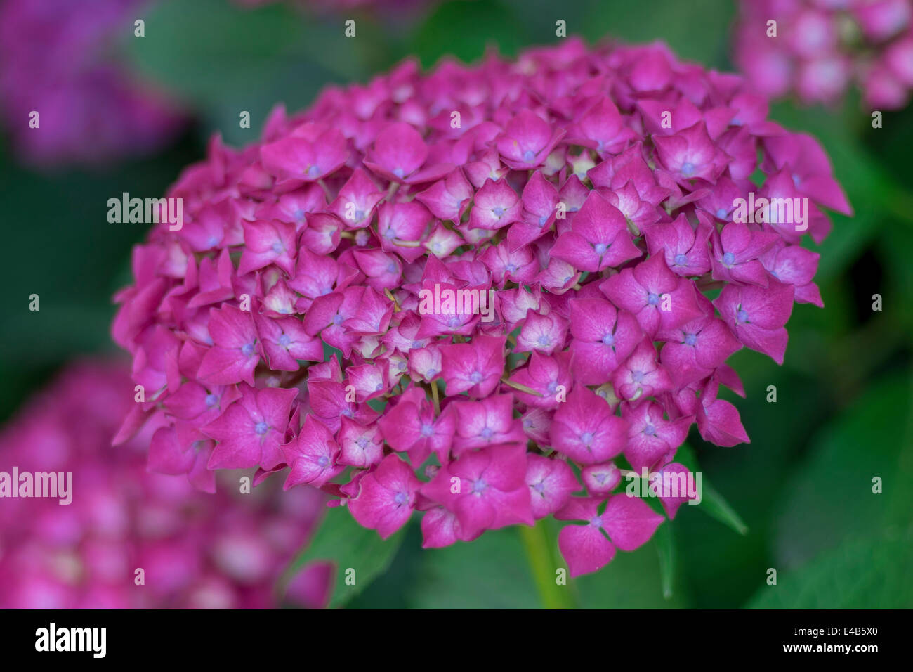Pink flowers up close hi-res stock photography and images - Alamy