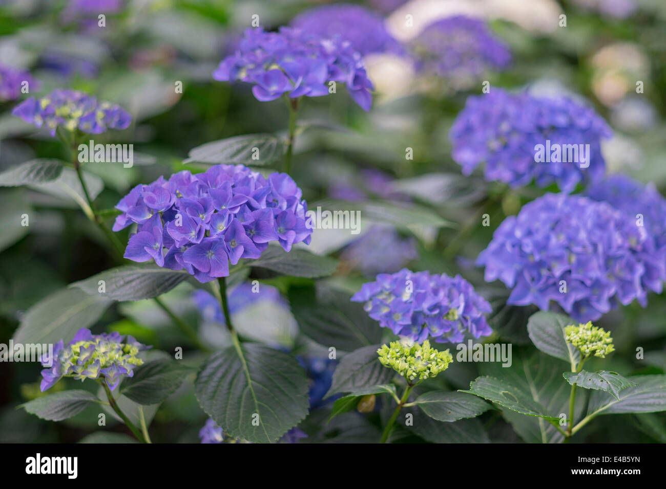 Purple violet hydrangea flowers close up Stock Photo - Alamy
