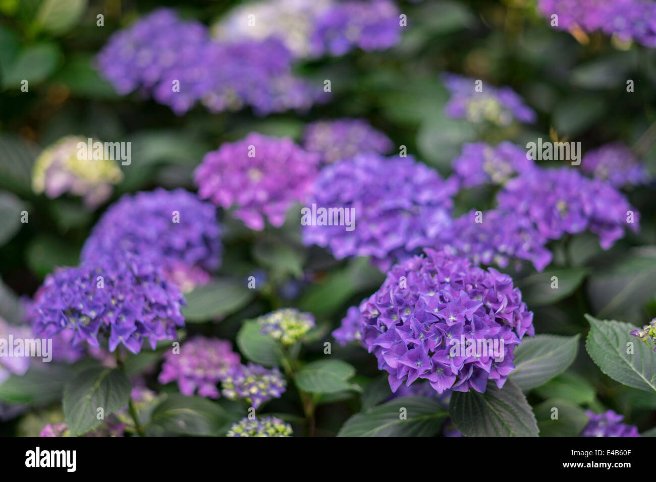 Purple violet hydrangea flowers close up Stock Photo - Alamy