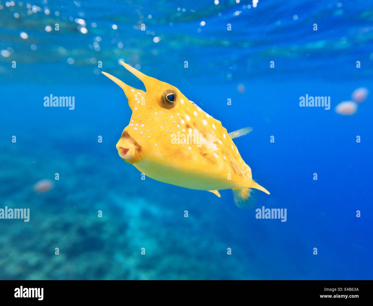 Longhorn yellow boxfish hi-res stock photography and images - Alamy