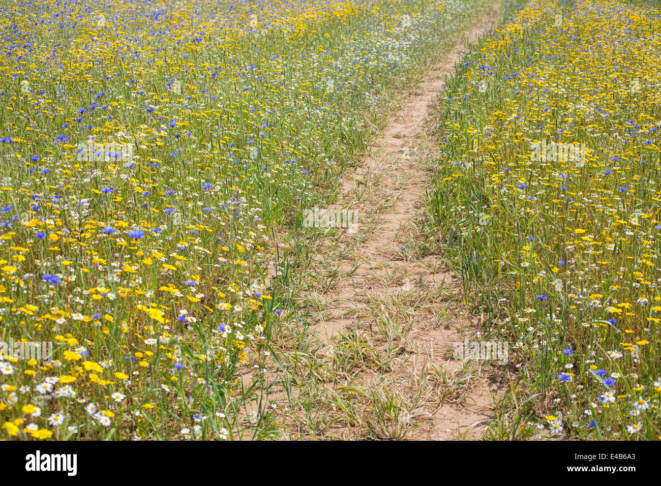 Well trodden path running through a field of wild flowers on a sunny ...