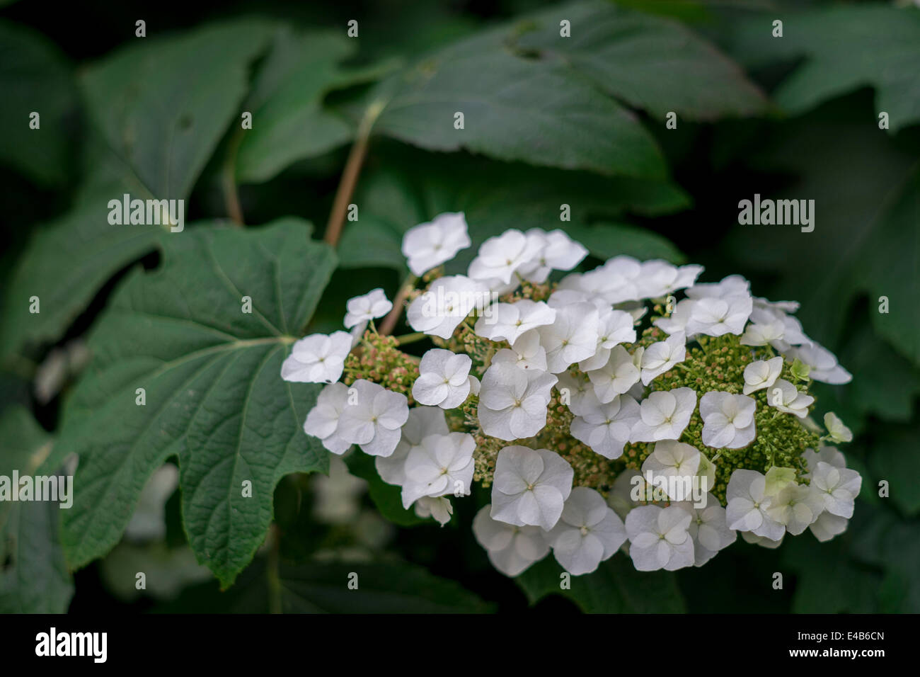 White hydrangea flowers hi-res stock photography and images - Alamy