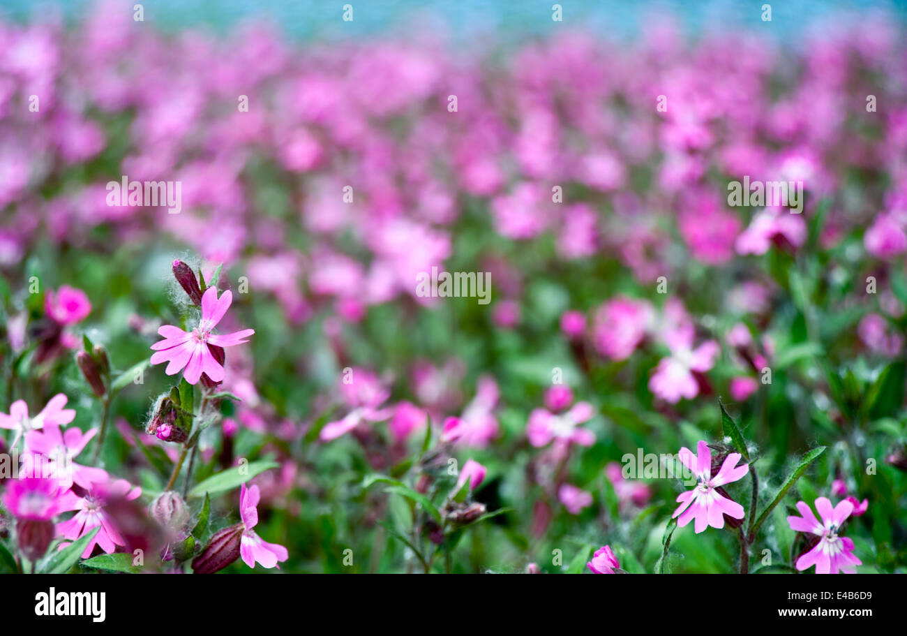 Flowers and ornamenta hi-res stock photography and images - Alamy