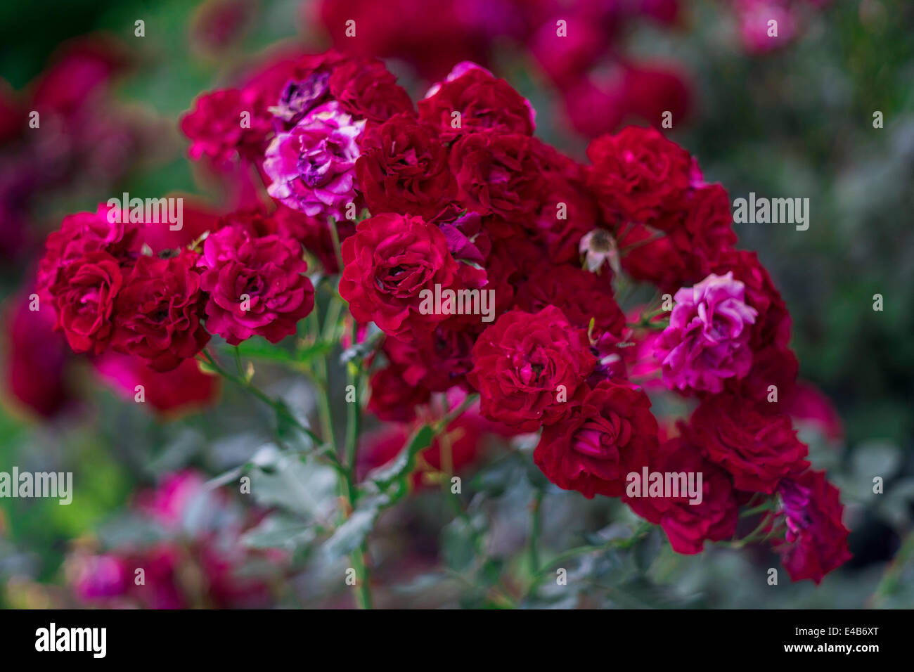 Cluster of deep purple roses rosa Stock Photo - Alamy