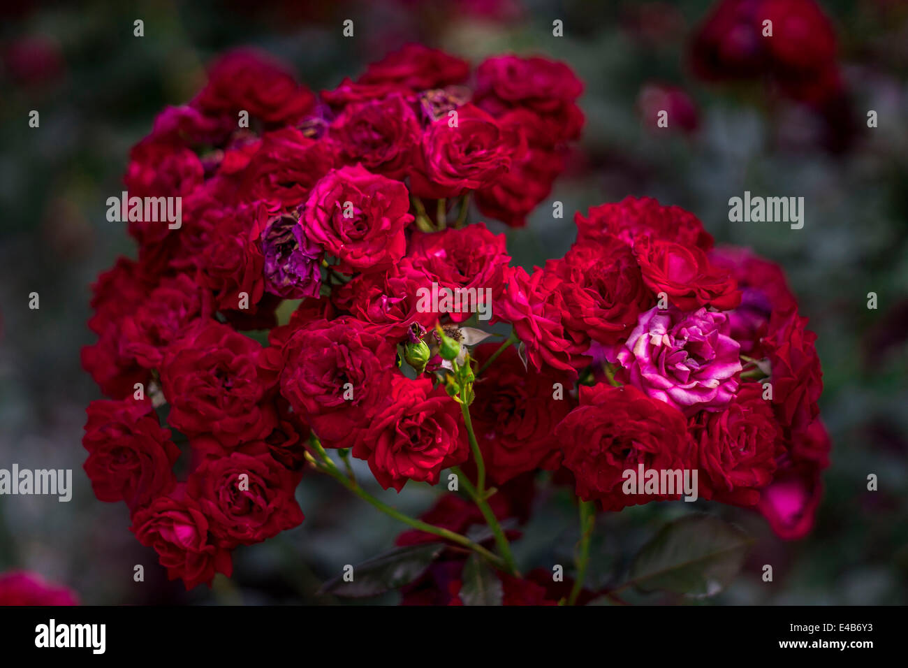 Roses deep hi-res stock photography and images - Alamy