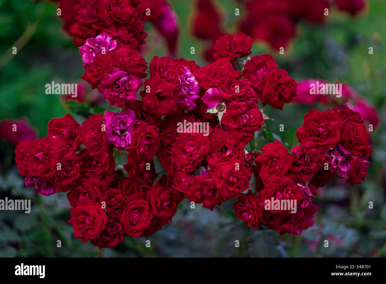Cluster of deep purple roses rosa Stock Photo - Alamy