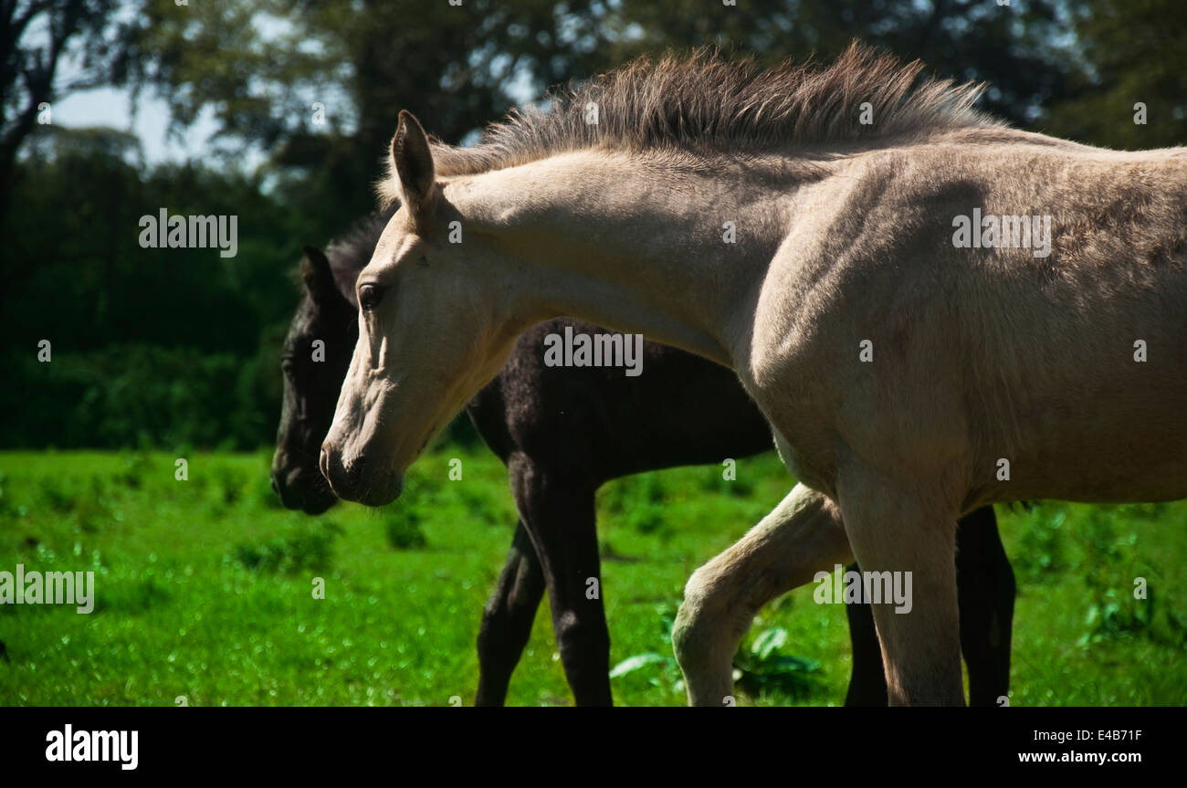 Two horse foals playing together in summer day Stock Photo - Alamy