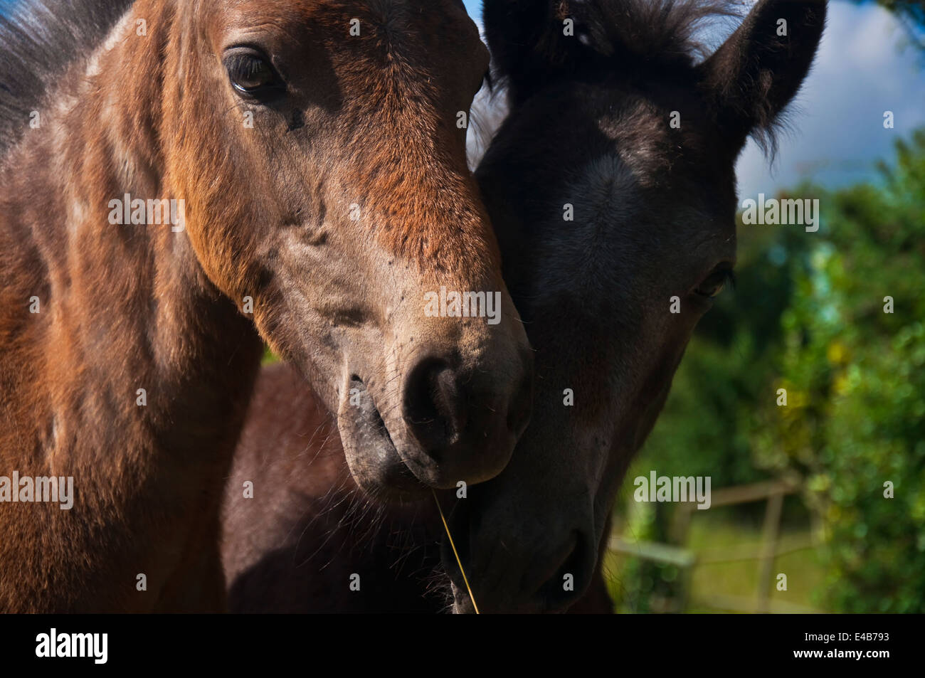 Two horse foals playing together in summer day. Portrait. Close up ...