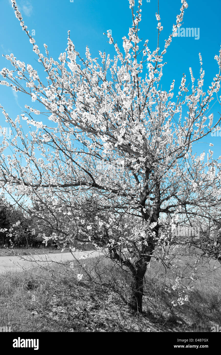Blossoming spring tree Stock Photo - Alamy