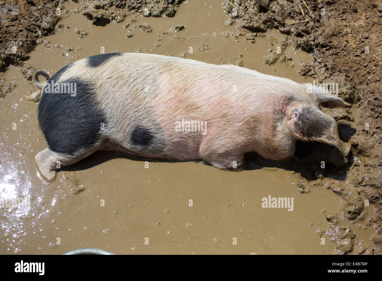 Rolling in mud hi-res stock photography and images - Alamy