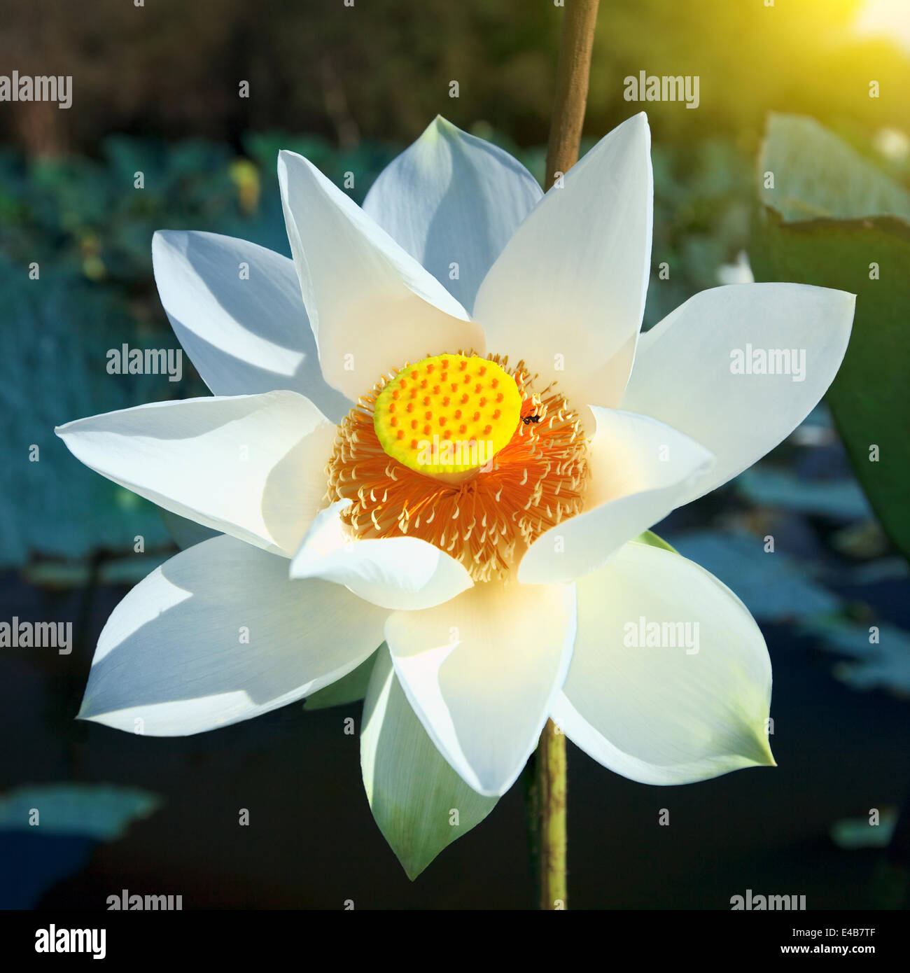 Single blue lotus flower hi-res stock photography and images - Alamy