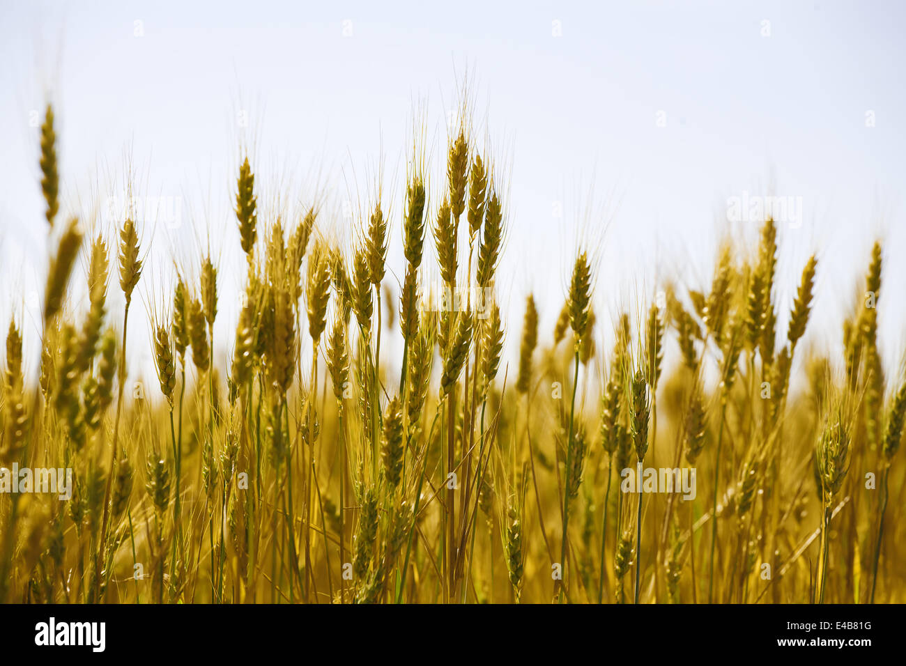 field of a golden wheat before harvesting Stock Photo - Alamy
