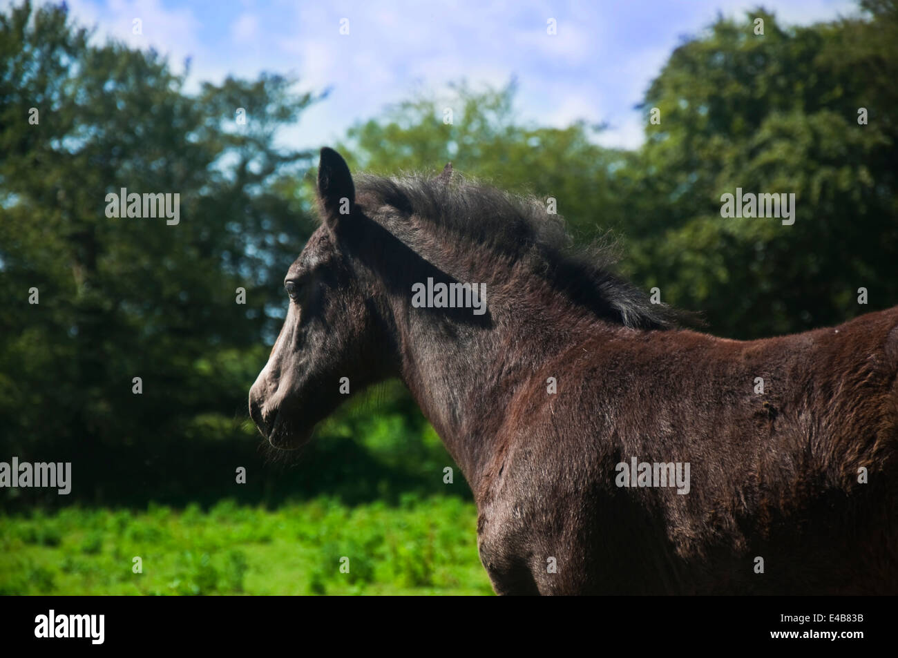 Horse Foal Portrait Stock Photo - Alamy
