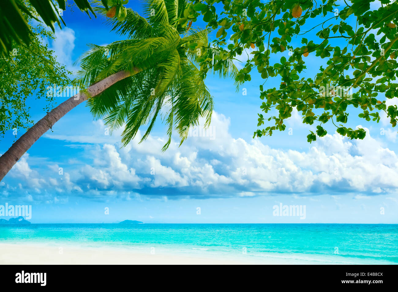 Palmtree on the beach Stock Photo - Alamy