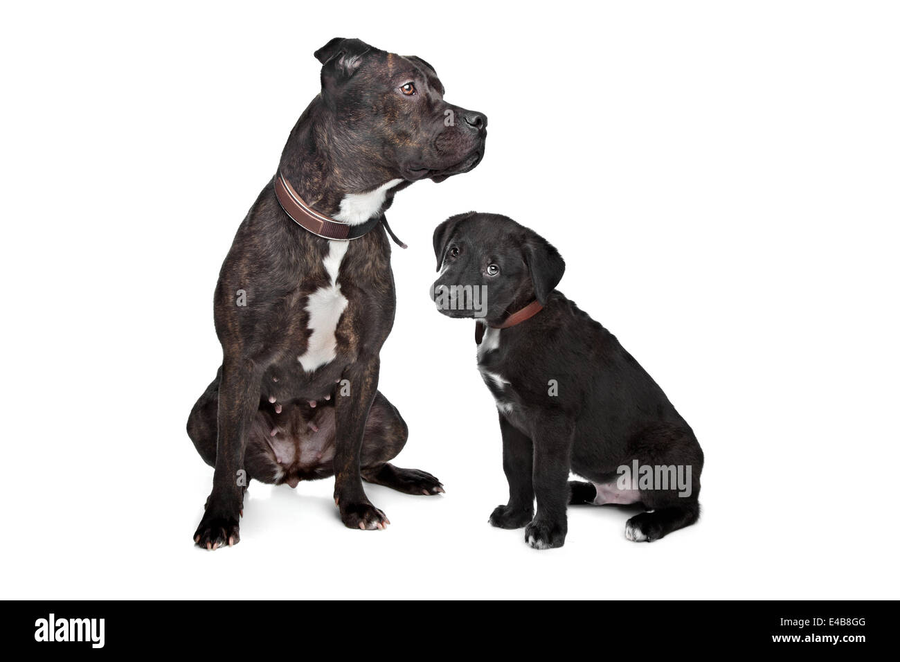 two mixed breed dogs Stock Photo - Alamy