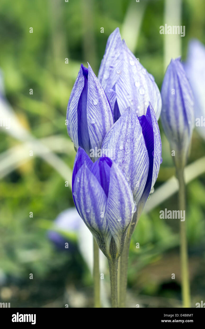 Blue crocus hi-res stock photography and images - Alamy