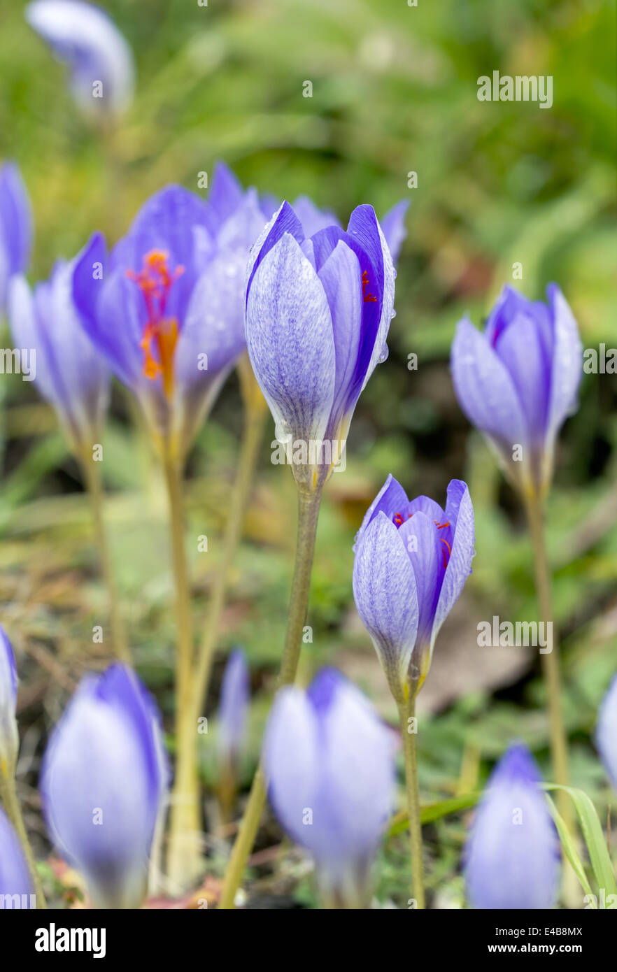 Crocus in spring Stock Photo - Alamy