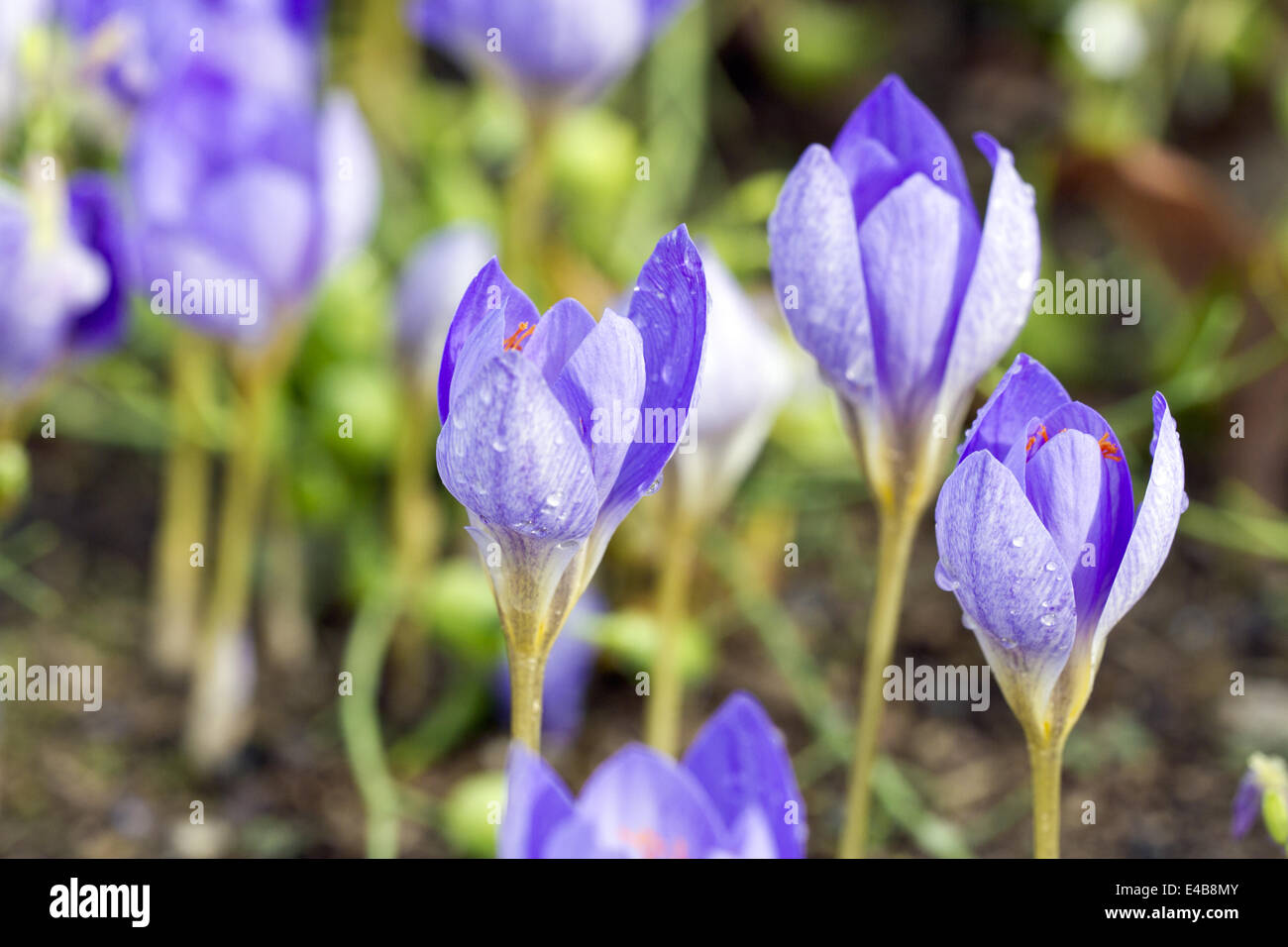 Blue crocus hi-res stock photography and images - Alamy