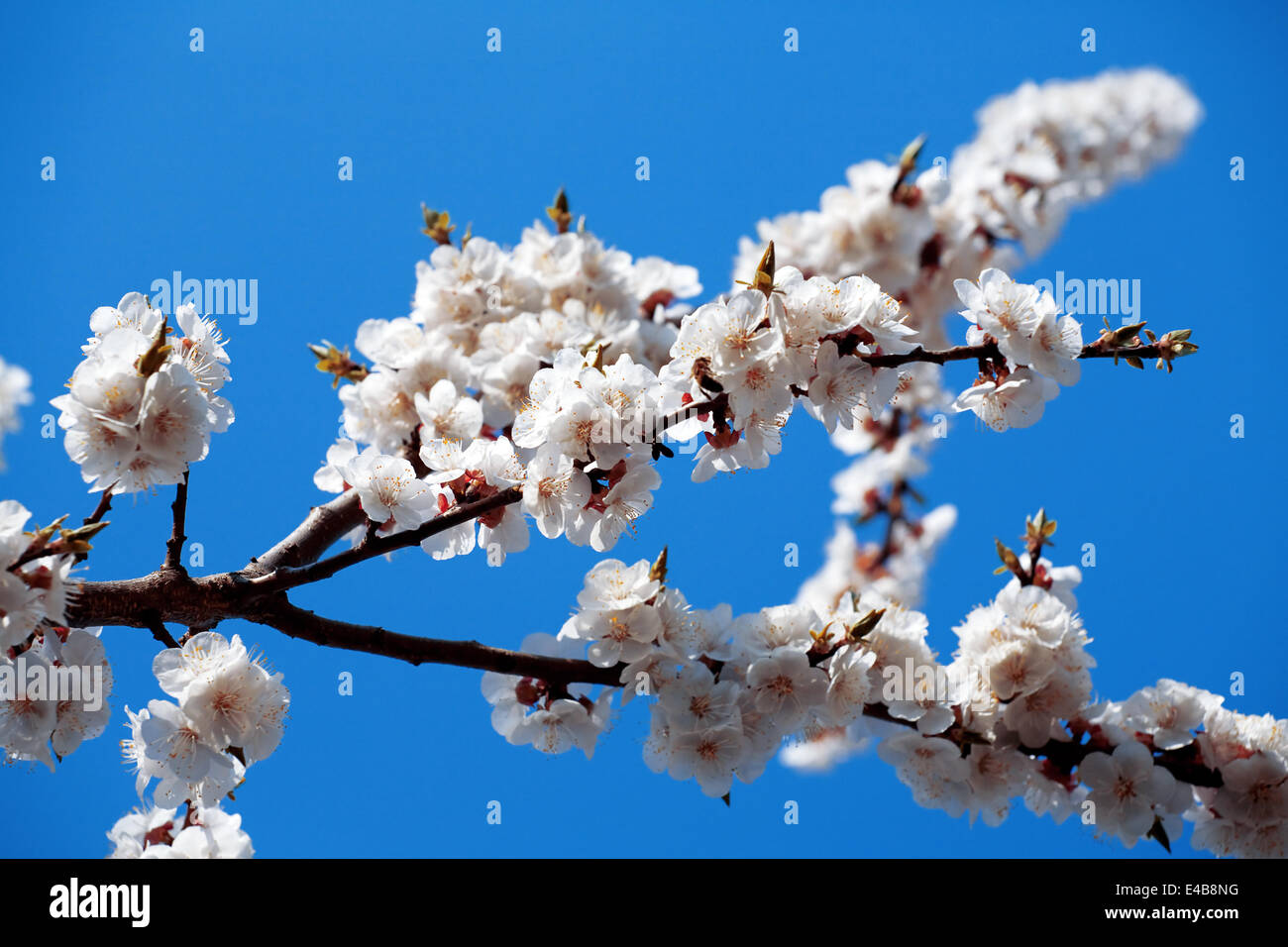 flowering branch of tree Stock Photo - Alamy
