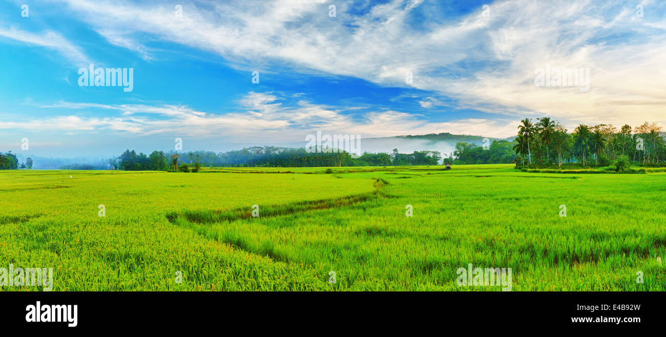 Urban rice paddy hi-res stock photography and images - Alamy