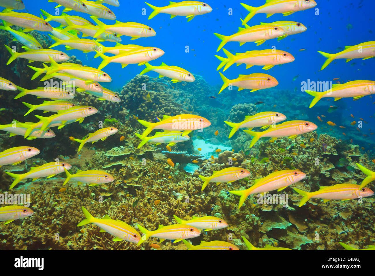 Yellow goatfish school mulloidichthys hi-res stock photography and ...