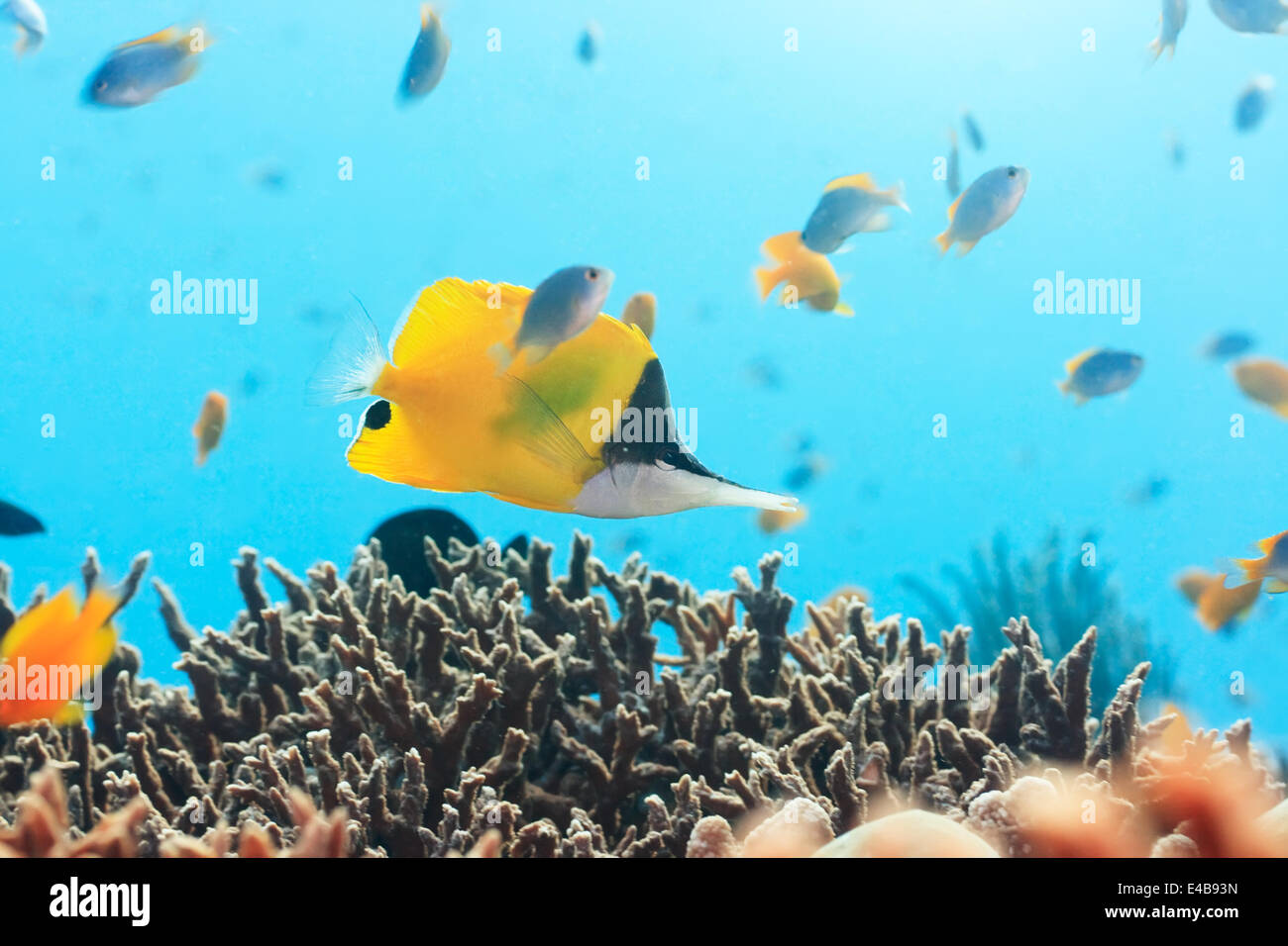 Yellow Longnose Butterflyfish Stock Photo - Alamy