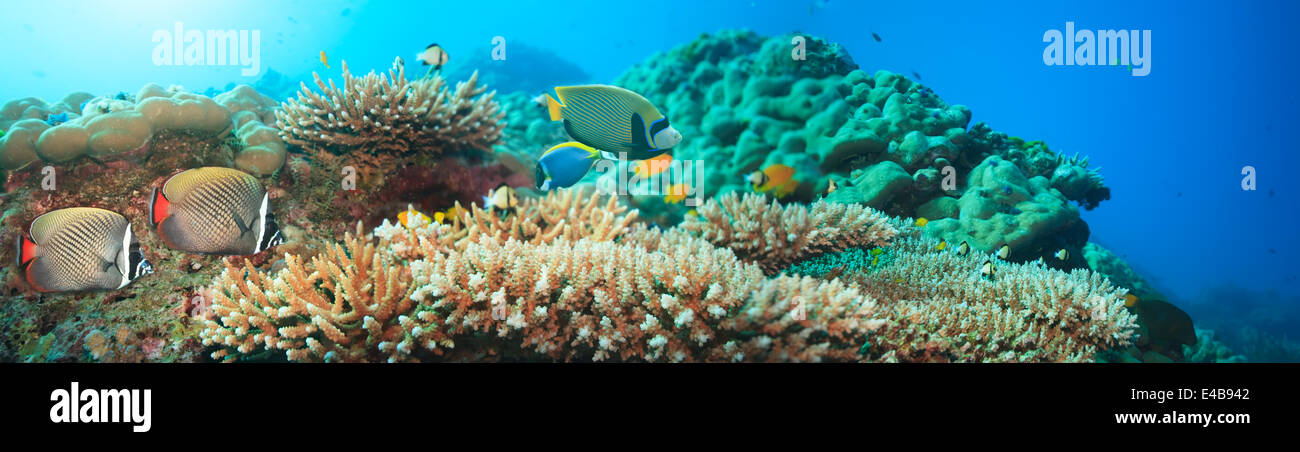 Underwater panorama hi-res stock photography and images - Alamy
