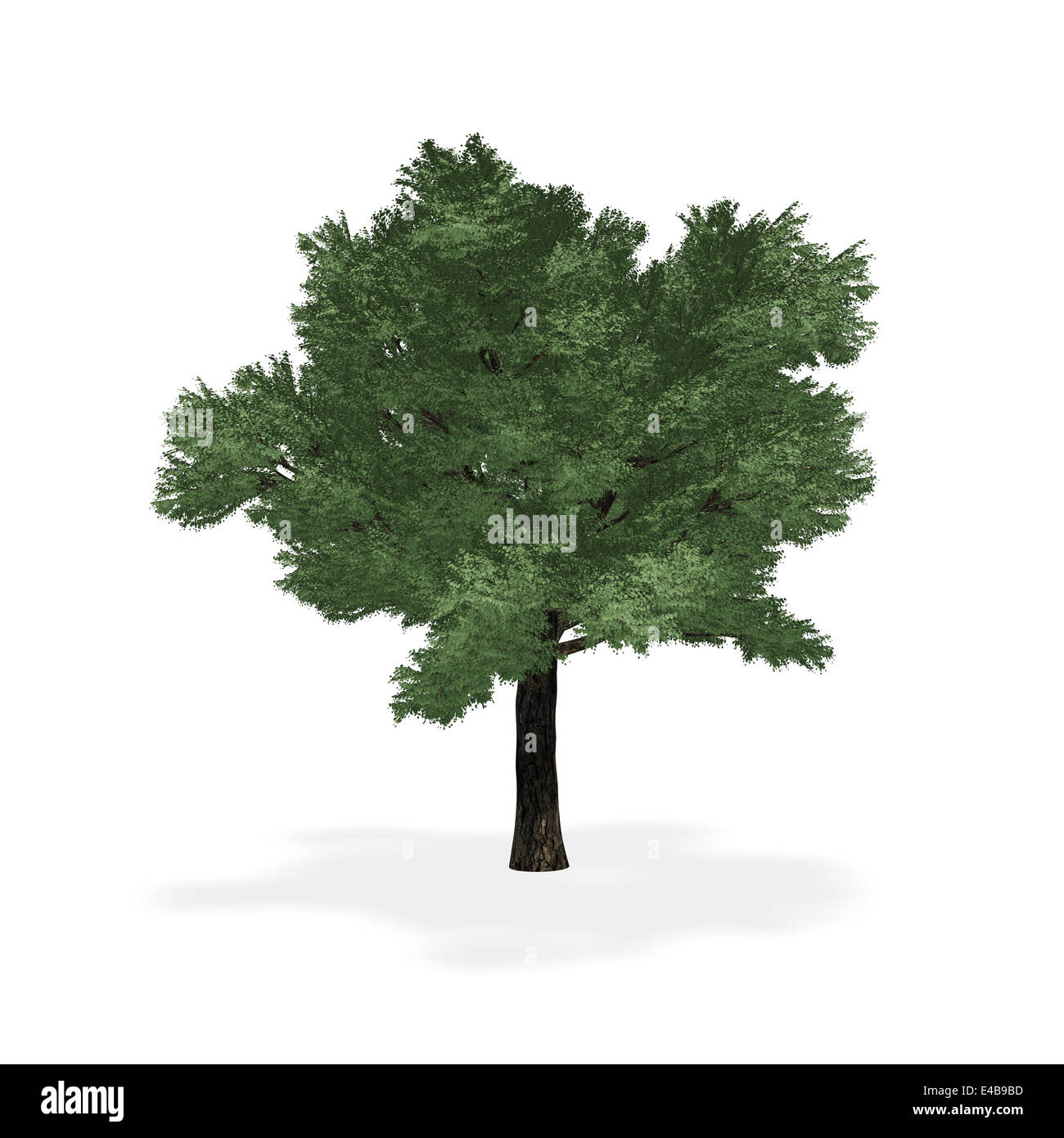 Detailed shadow Cut Out Stock Images & Pictures - Alamy