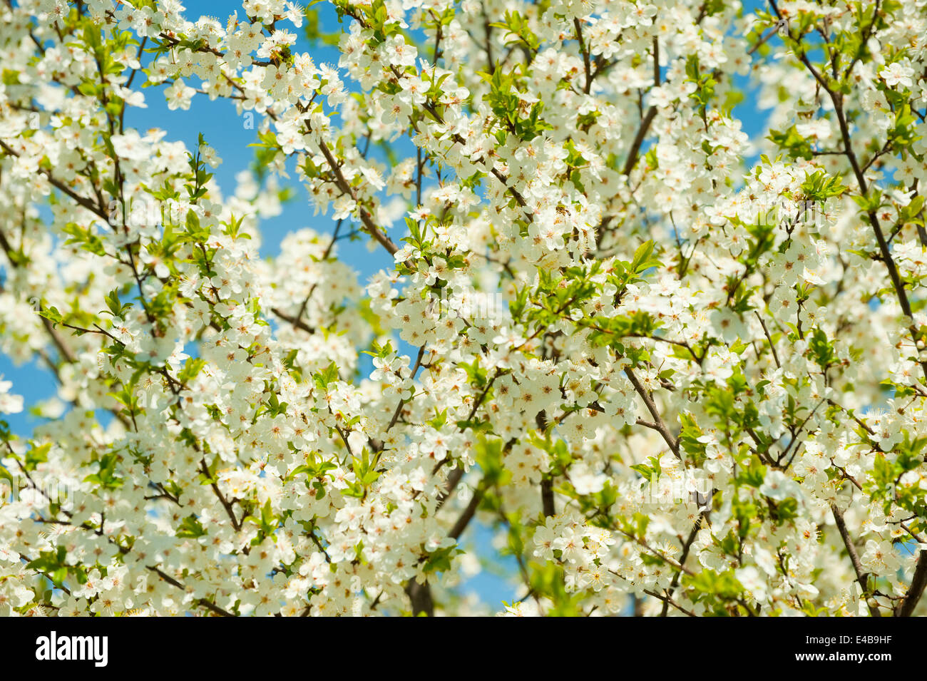 Blossoming branches of a tree Stock Photo - Alamy