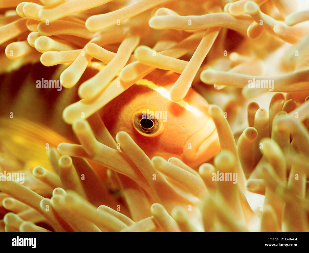 Pink fish caribbean hi-res stock photography and images - Alamy