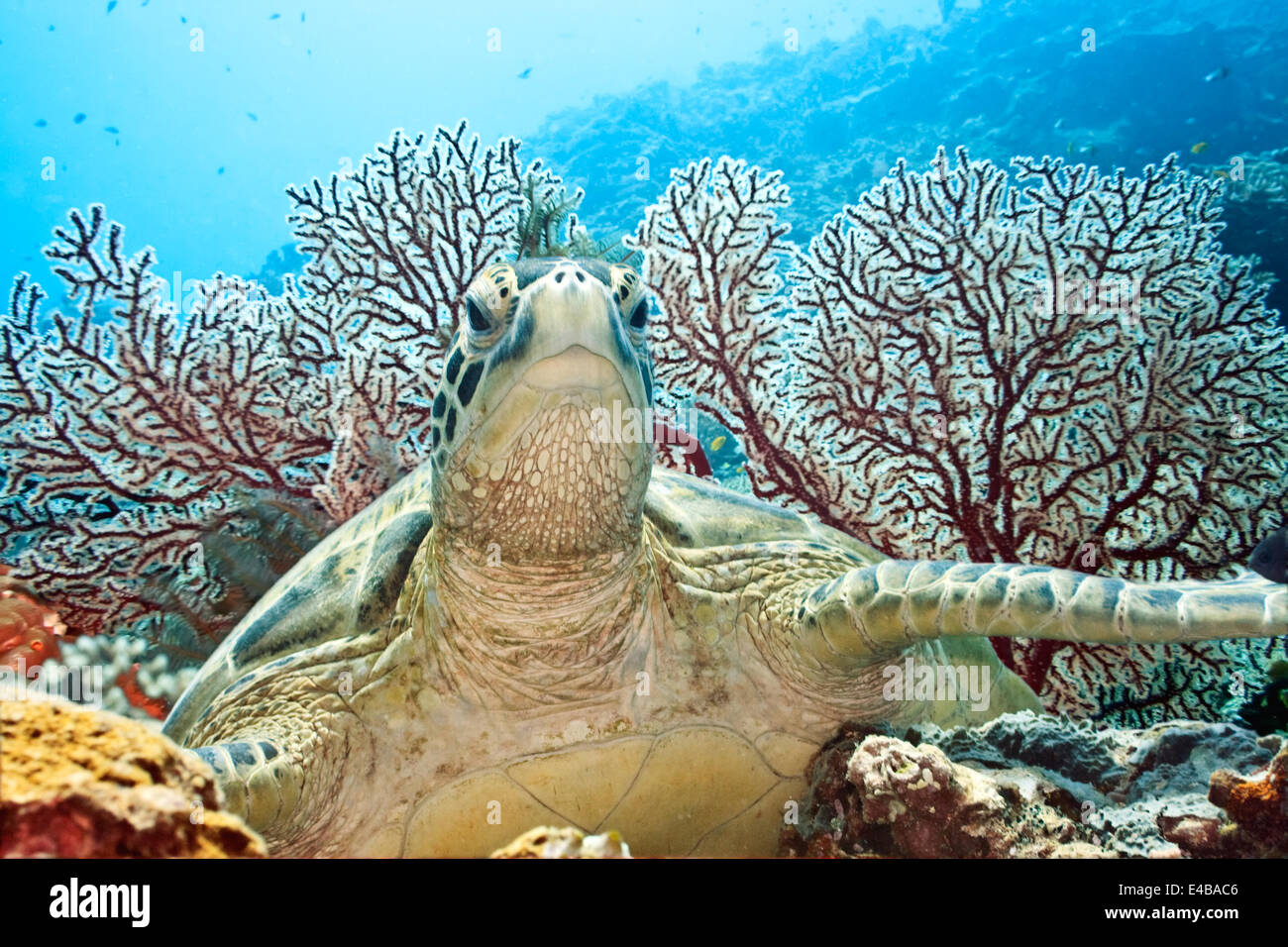 Underwater egypt turtle hi-res stock photography and images - Alamy