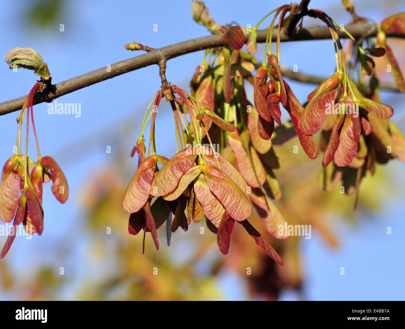 Maple Tree Branch Stock Photo - Alamy