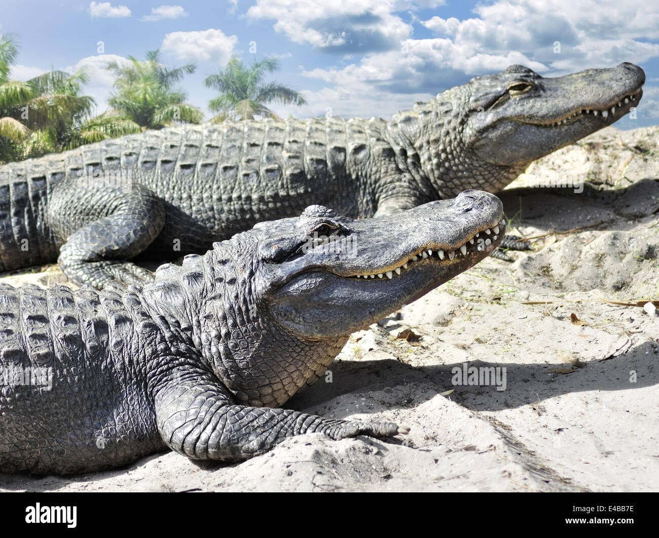 Alligators teeth hi-res stock photography and images - Alamy