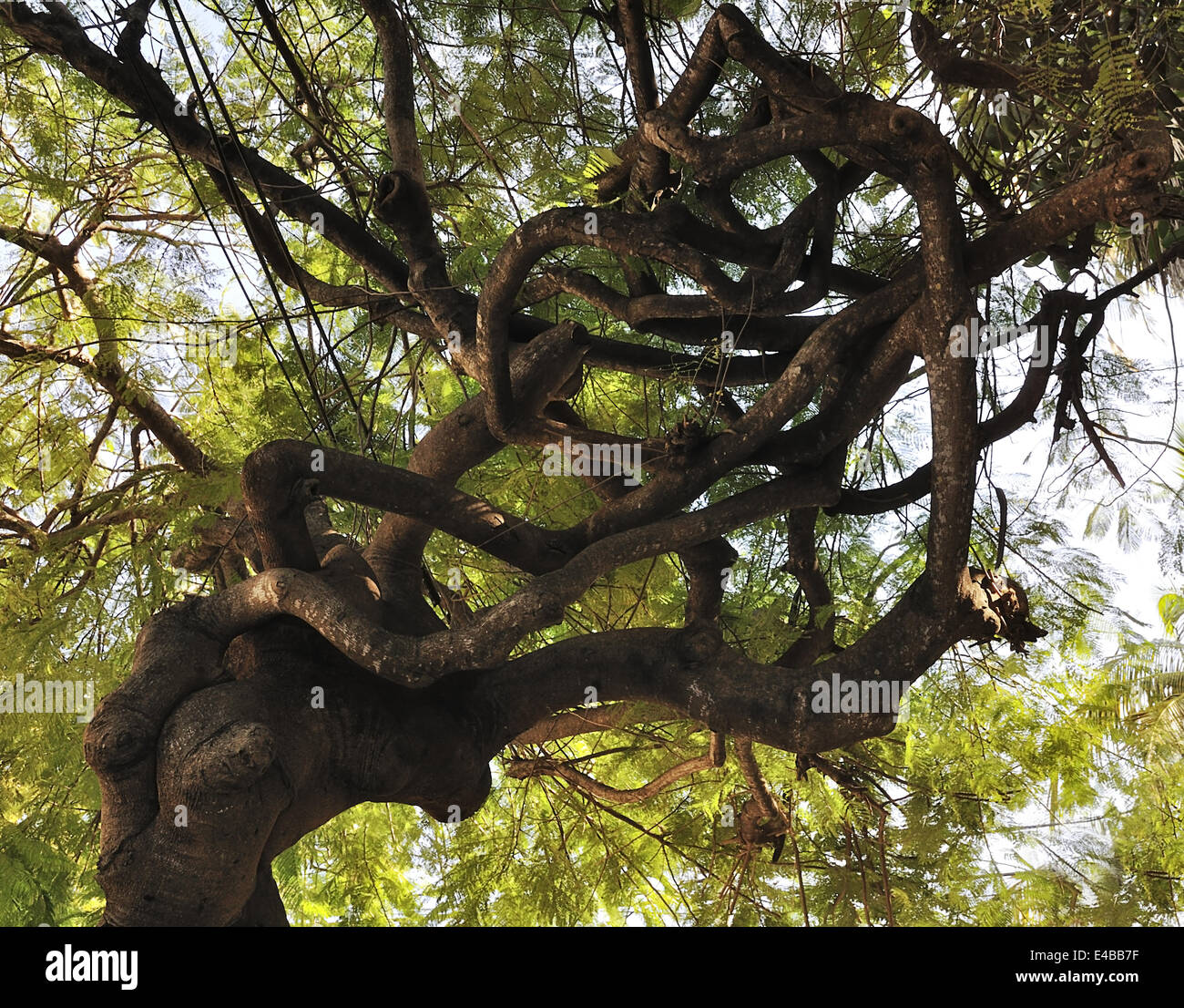 Tree with twisted bark florida hi-res stock photography and images - Alamy