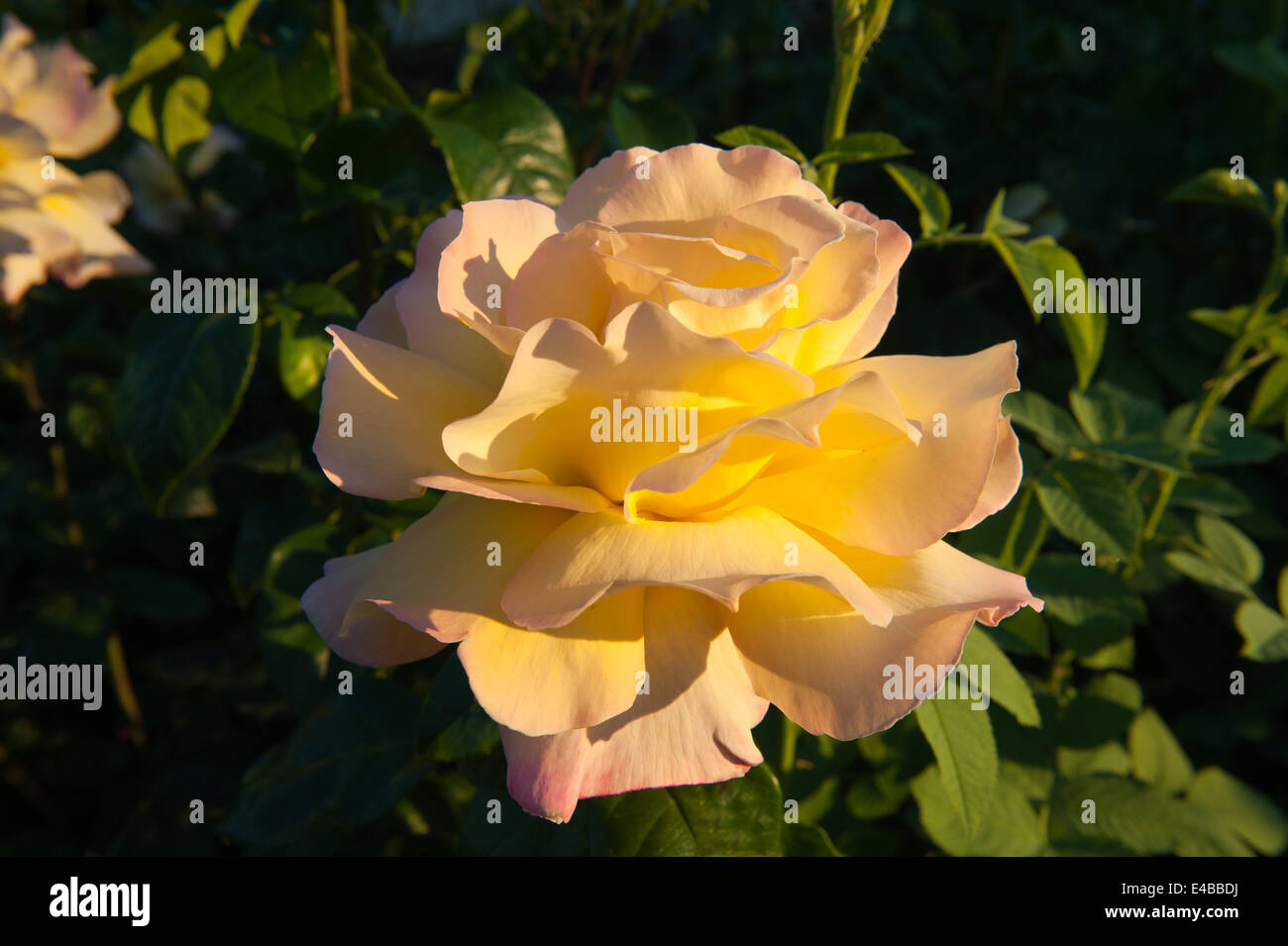 Beautiful roses hi-res stock photography and images - Alamy