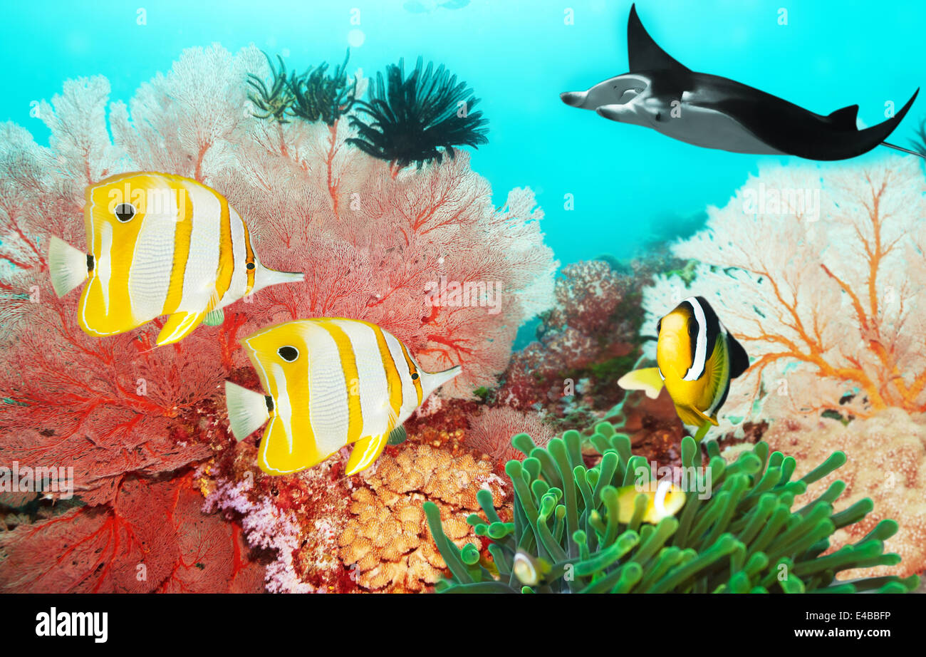 World diving destination hi-res stock photography and images - Alamy