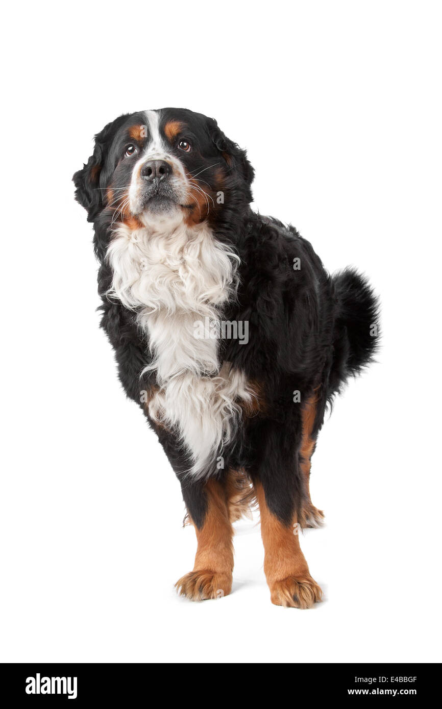 Bernese mountain dog long hi-res stock photography and images - Alamy