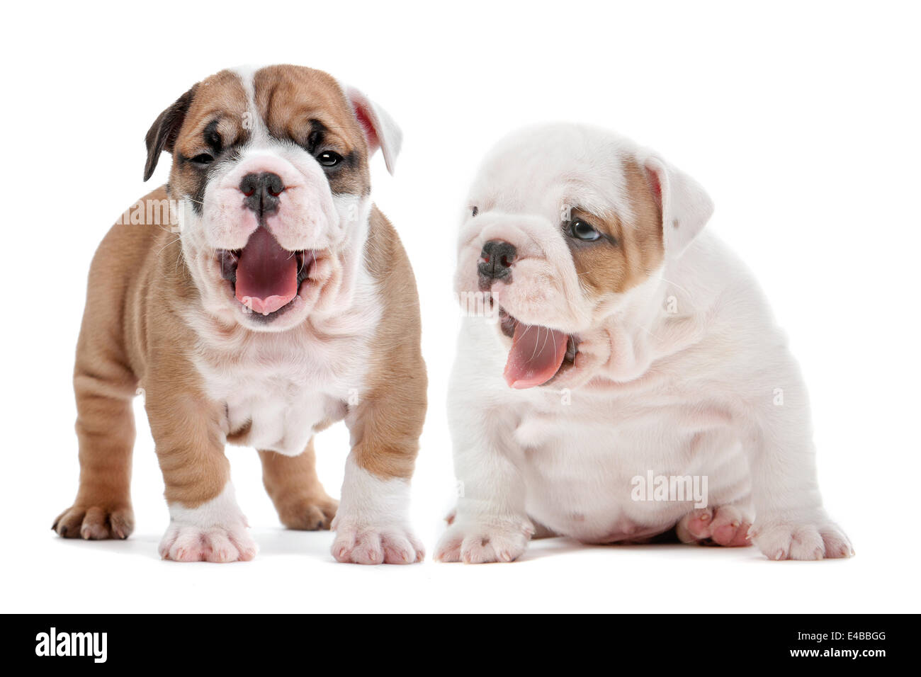 Animal yawn yawning Cut Out Stock Images & Pictures - Alamy