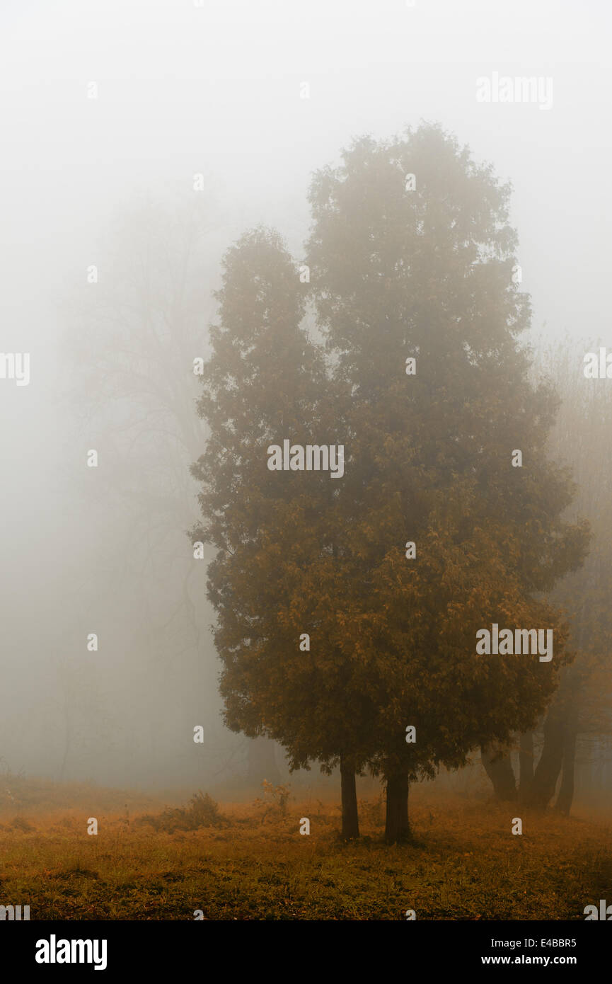 Tree in a fog Stock Photo - Alamy